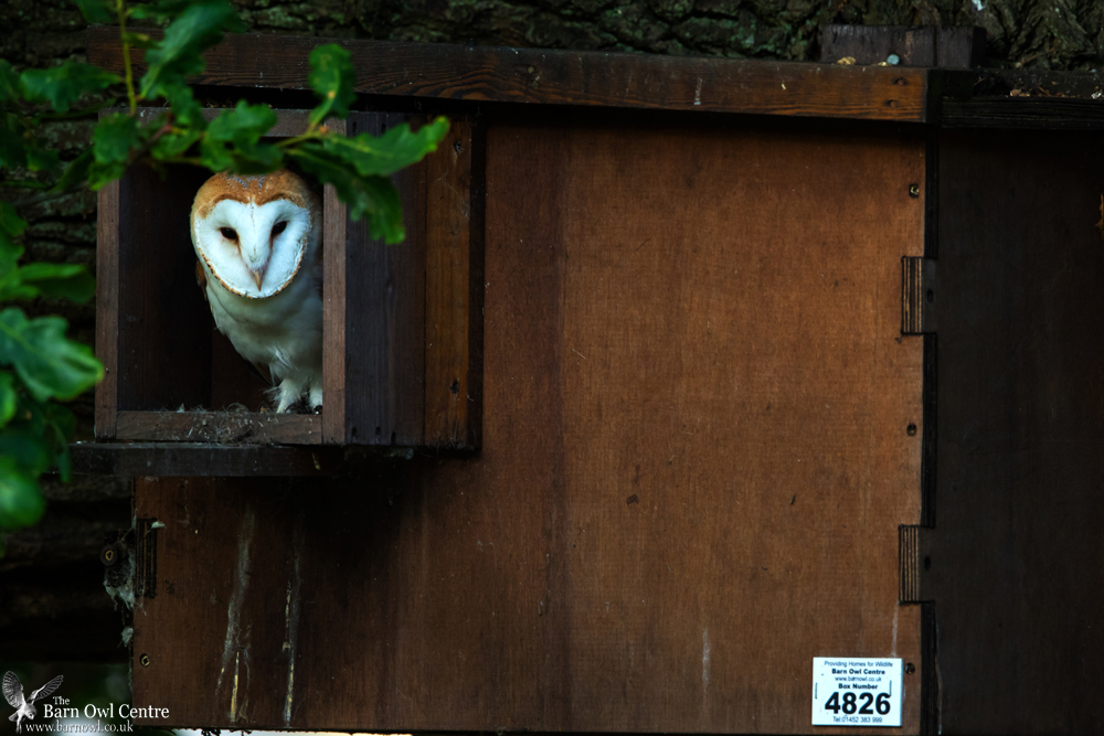 The Barn Owl Centre - Conservation Gallery - The Barn Owl Centre is a ...