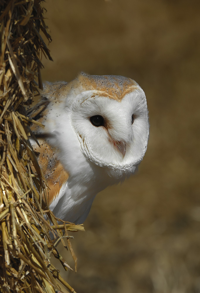 The Barn Owl Centre - Barn Owl Photos - The Barn Owl Centre is a UK ...
