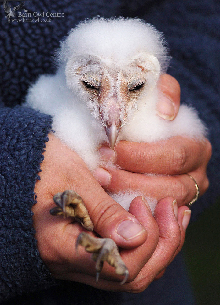 The Barn Owl Centre - News - The Barn Owl Centre is a UK registered ...