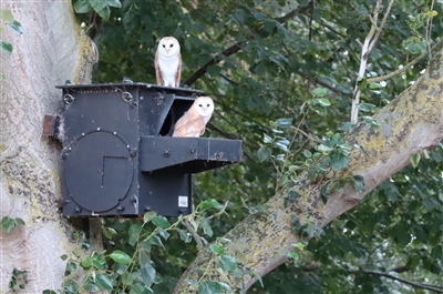 The Barn Owl Centre - Owl Nest Boxes - The Barn Owl Centre is a UK ...
